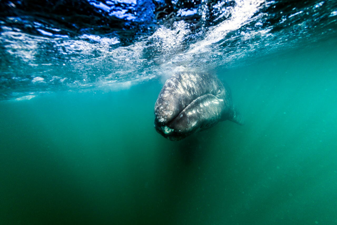 Gray Whale Facts: 10 Fun Facts You Didn’t Know | Baja Expeditions