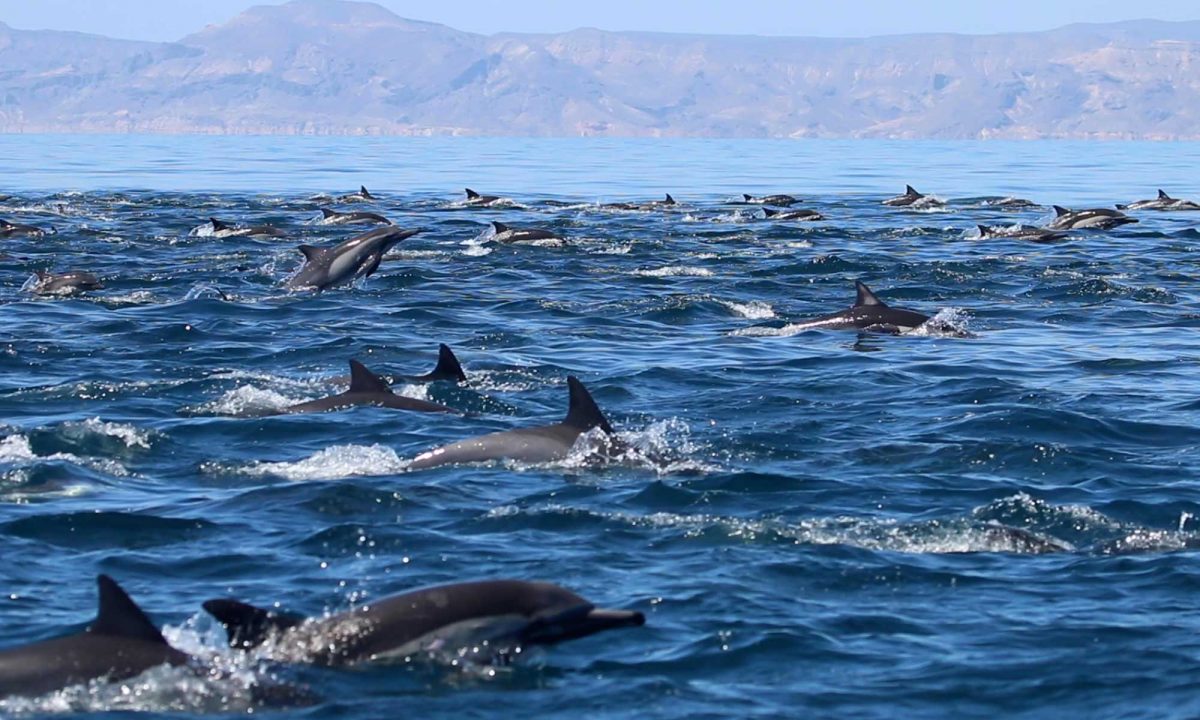 Sea of Cortez Adventure Trips, Scuba Diving | Baja, California