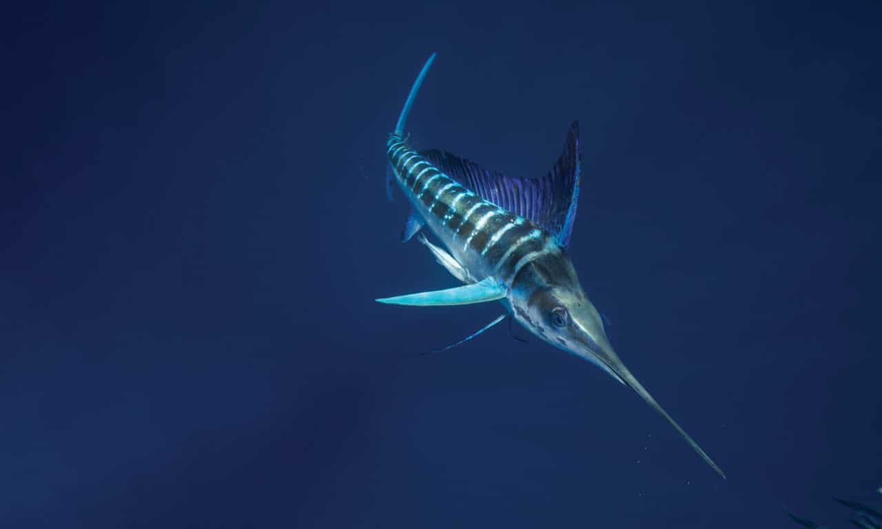 Mexican Sardine Run, Striped Marlin, Tours in Baja California