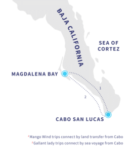 Mexico Sardine Run & Striped Marlin – Baja Expeditions