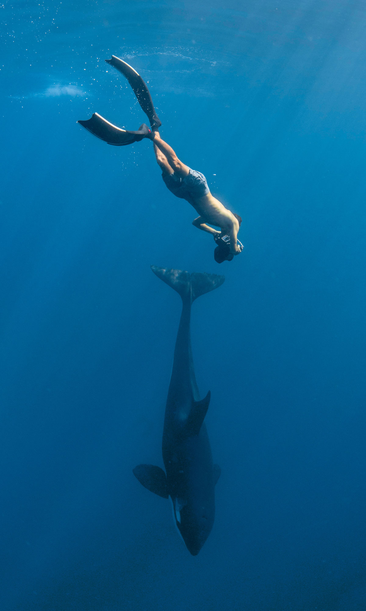 Swimming With Orcas in Mexico: What You Should Know Before
