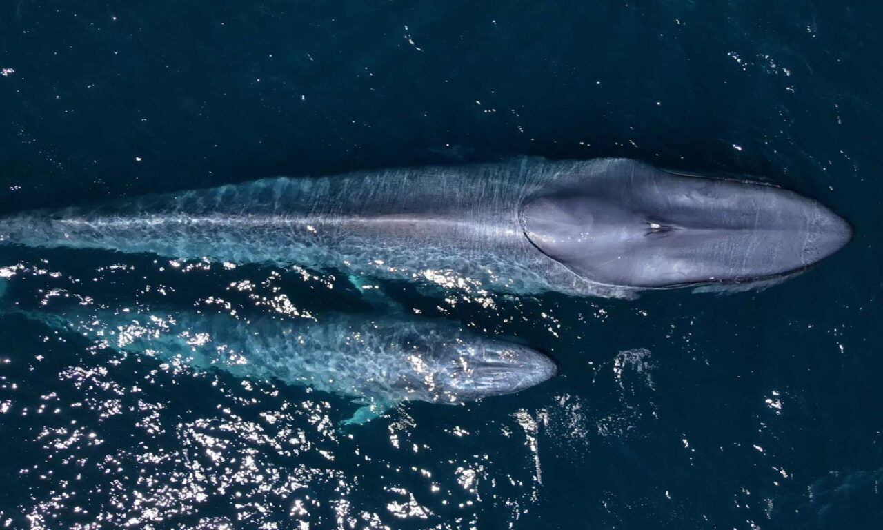 Best Place to See Blue Whales: The Baja Blues | Baja Expeditions