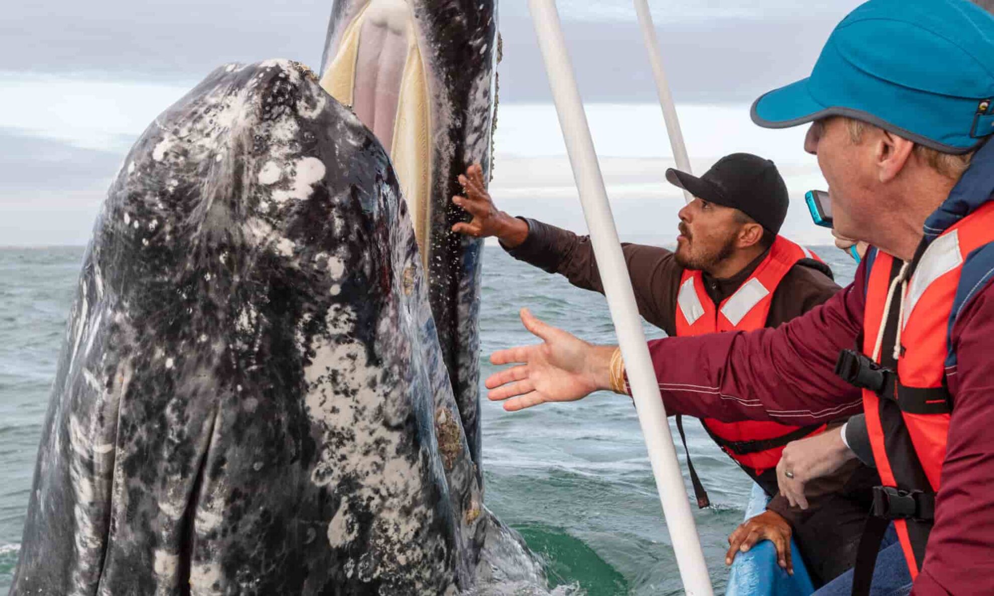 Whale Watching in Baja California: Up Close with Giants | Baja Expeditions