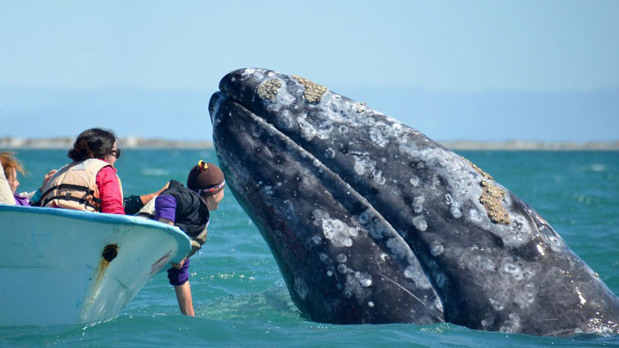 The Baja California whale watching season typically runs from late ...